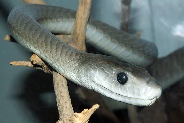 Black Mamba - A-Z Animals