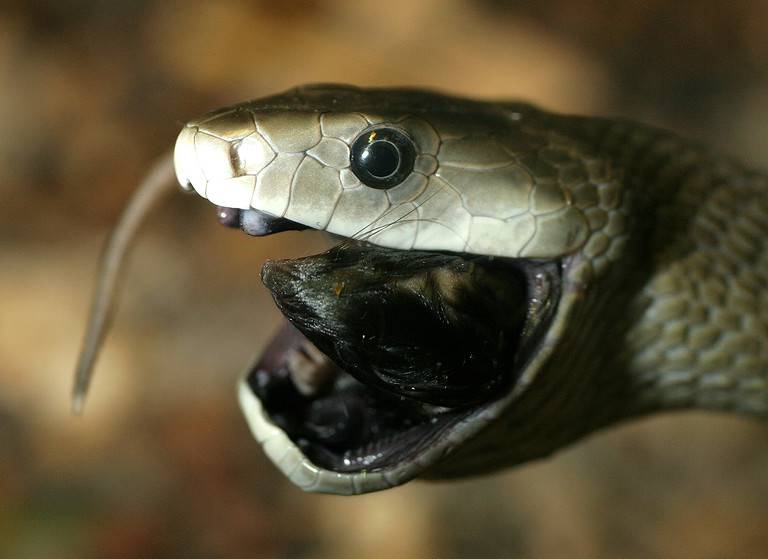 How Fast Are Black Mambas? Discover Their Top Striking and Slithering ...