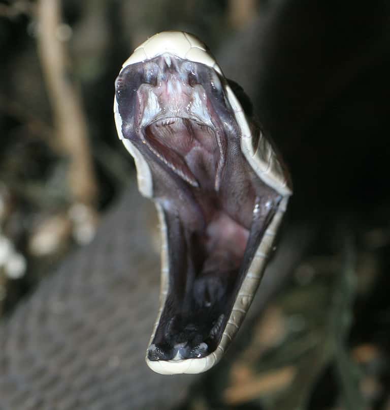Discover 17 Animals You'll Find in and Along the Nile River - A-Z Animals