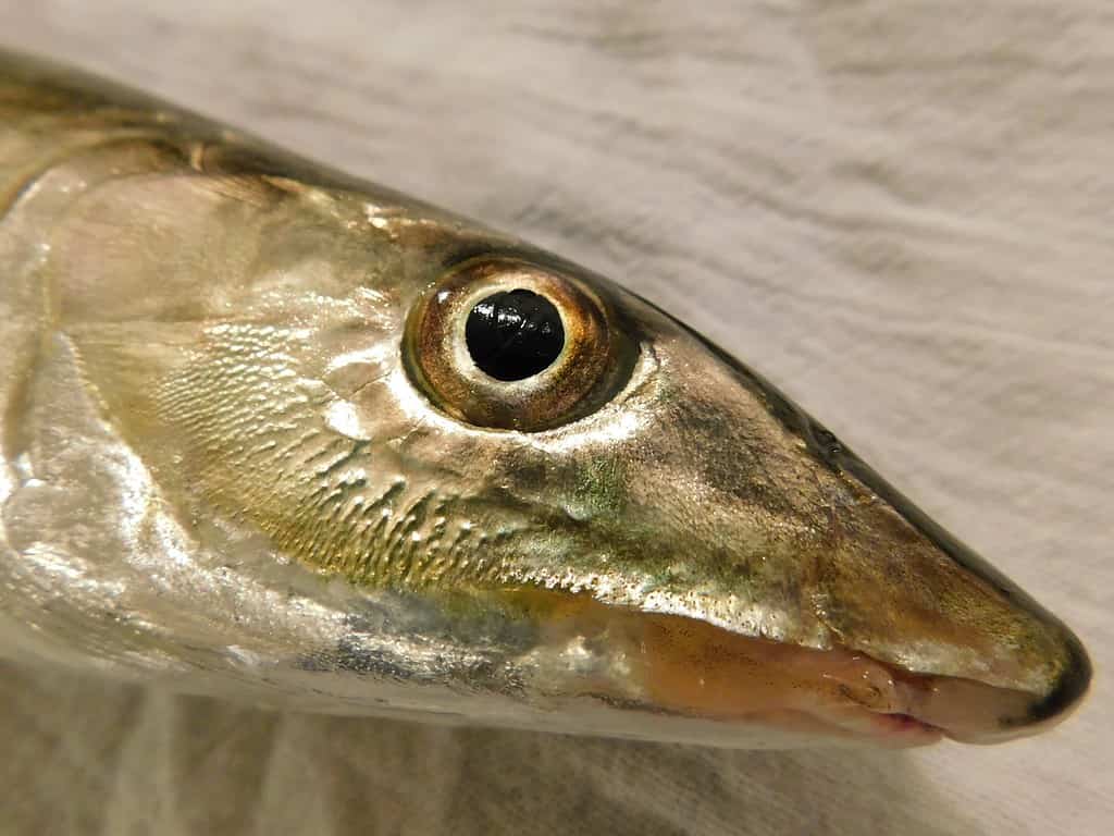 Bonefish - A-Z Animals