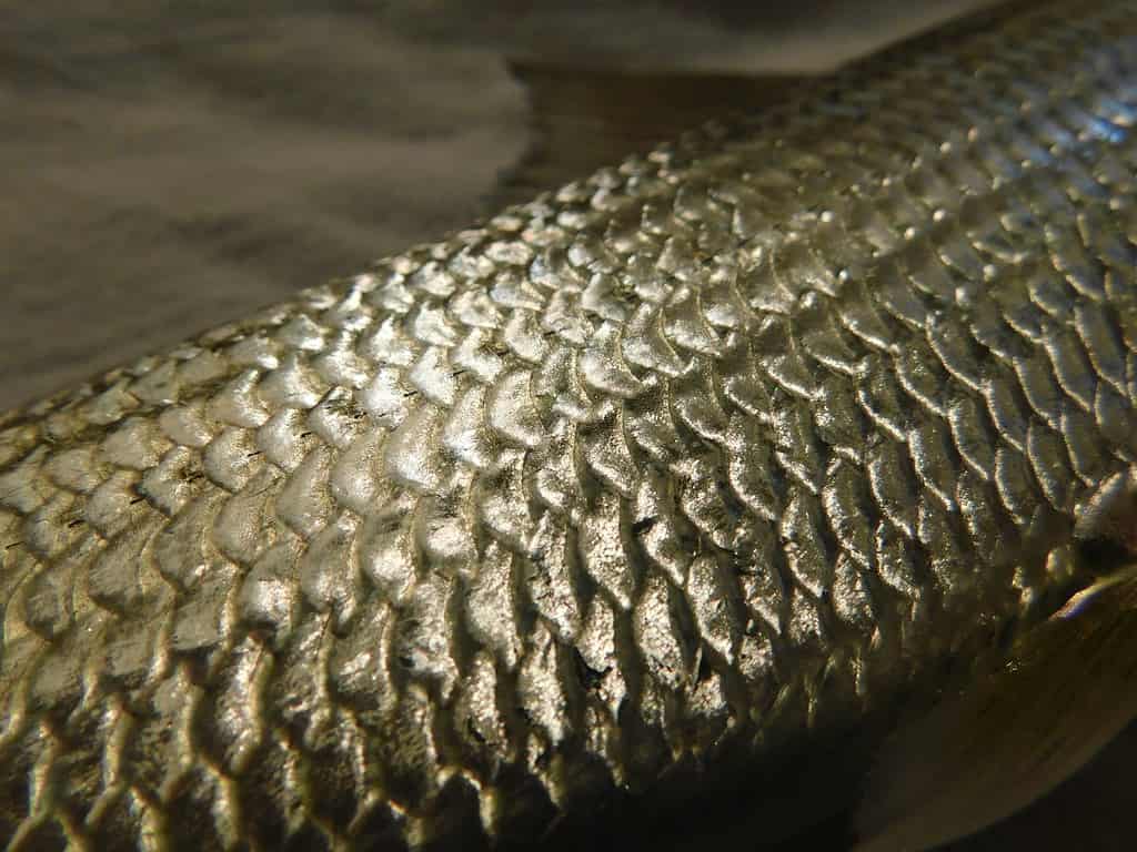 Bonefish - A-Z Animals