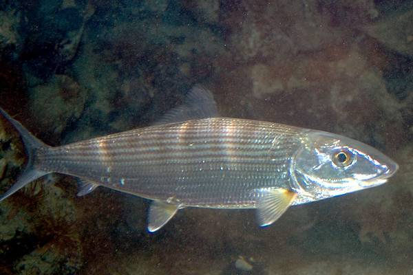 Bonefish - A-Z Animals
