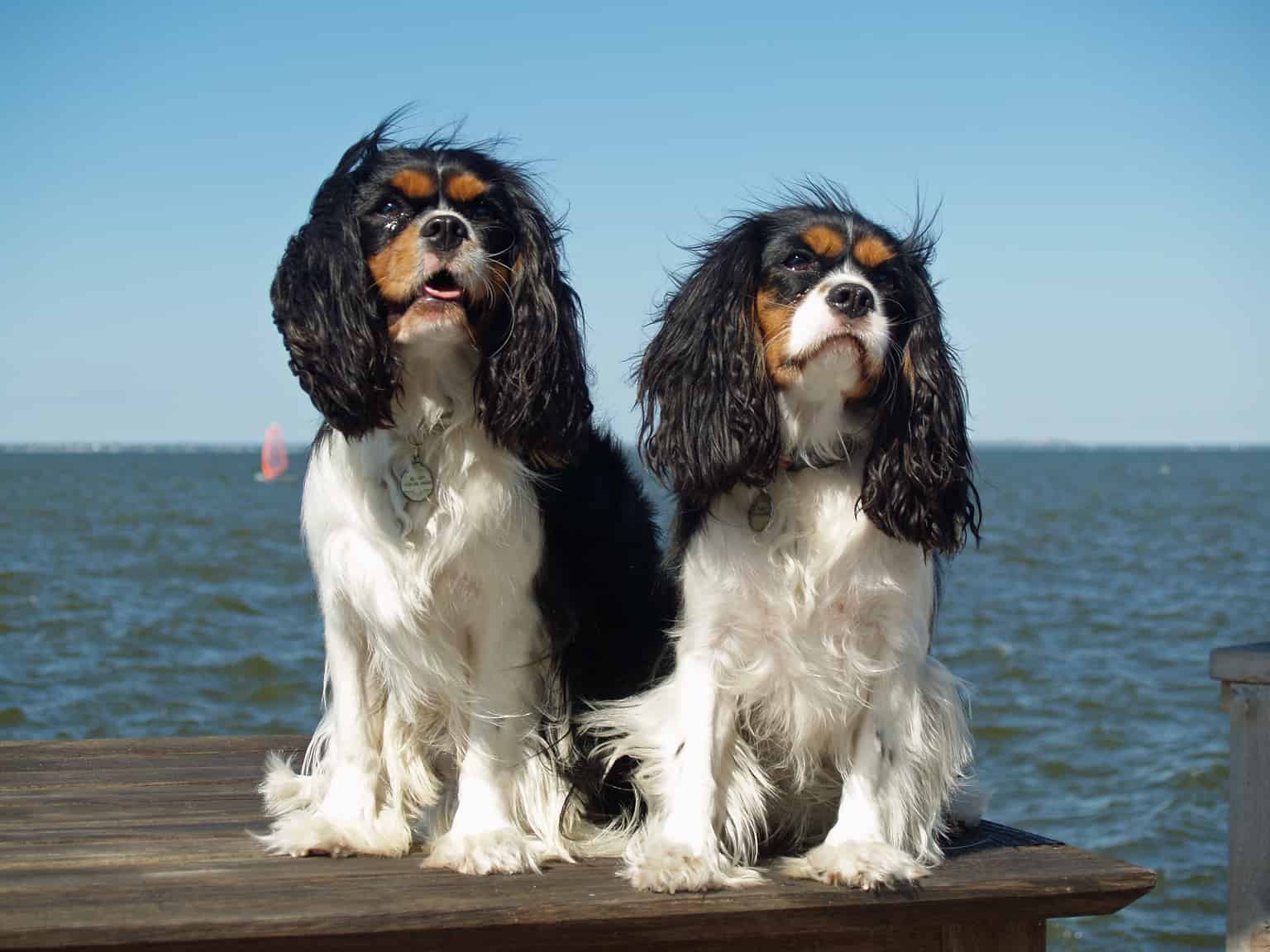 11 Common Health Problems Seen in Cavalier King Charles Spaniels - A-Z ...