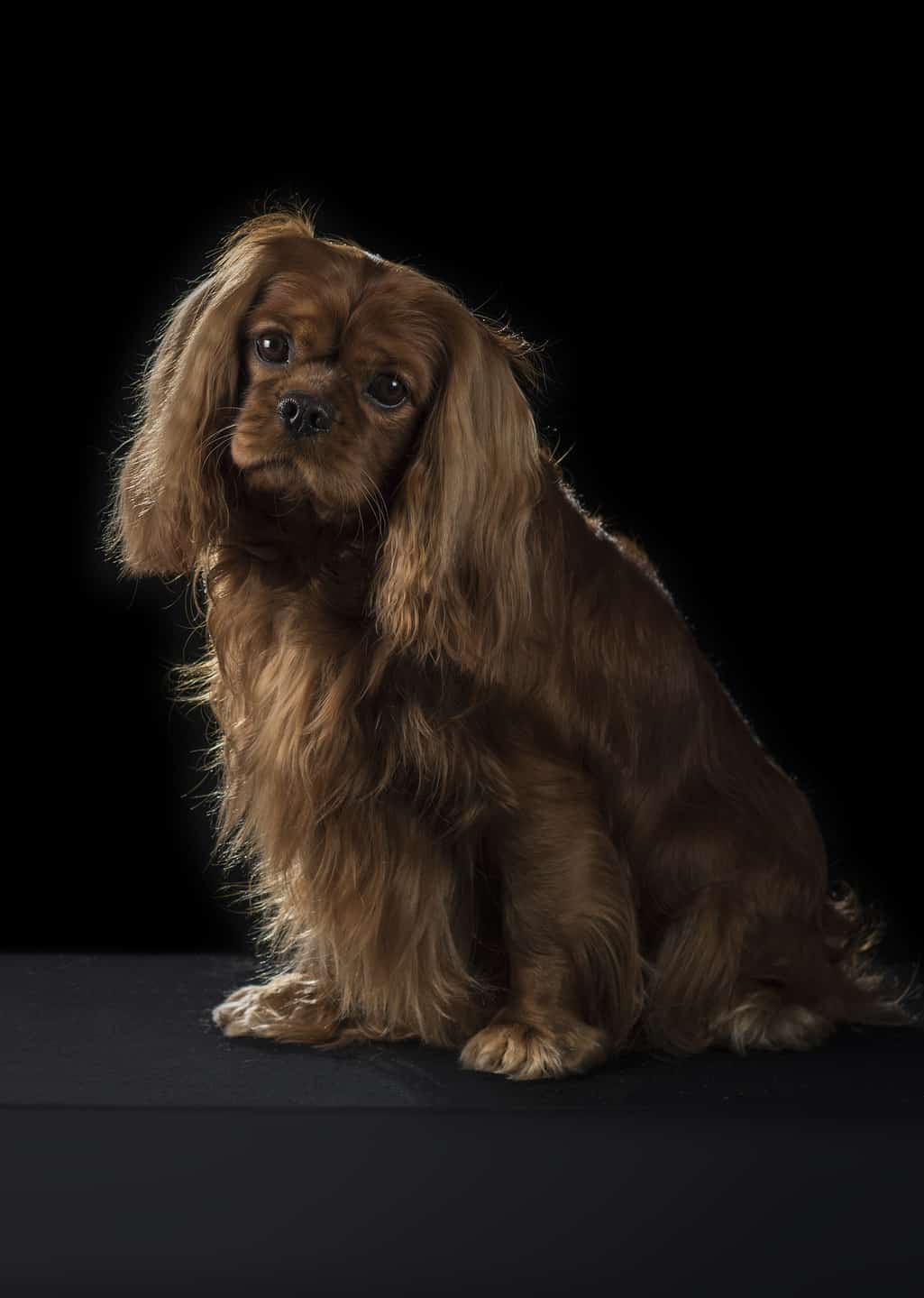 Cavalier King Charles Spaniel Colors: Rarest to Most Common - A-Z Animals