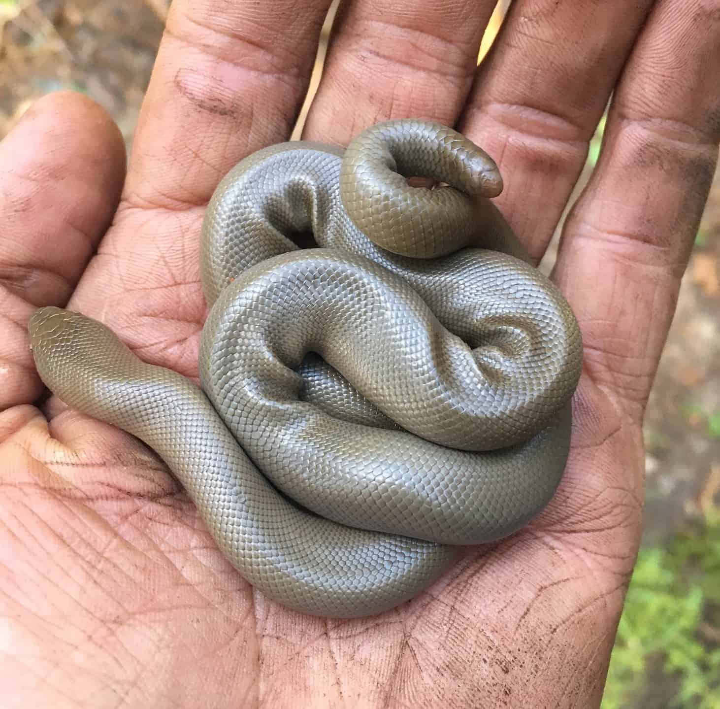 See the 10 Coolest Looking Snakes Found Slithering Around the United ...