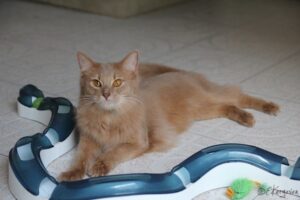 Somali - A-Z Animals