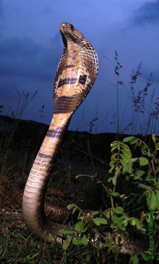 Indian Cobra - A-Z Animals