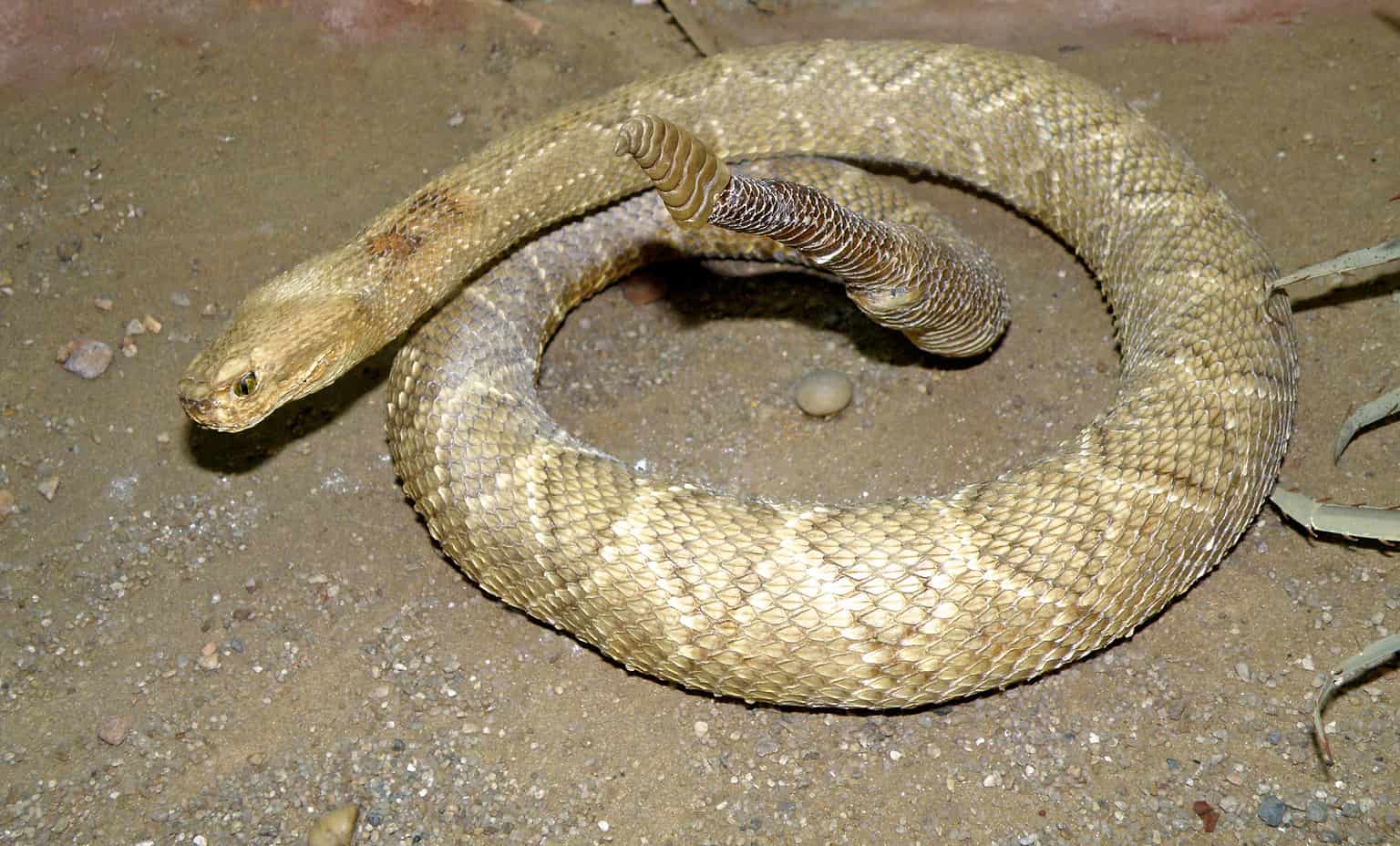 Cascabel Animal Facts - Crotalus durissus - A-Z Animals
