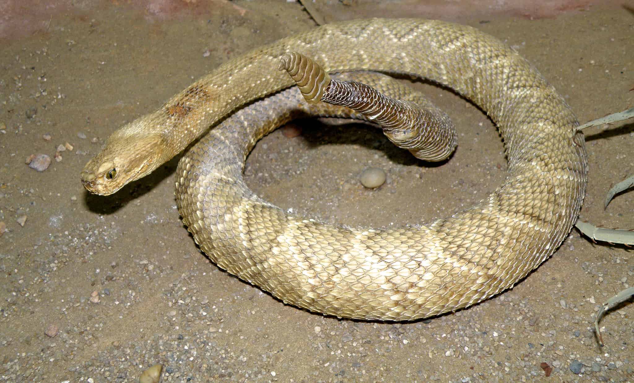 Cascabel Animal Facts - Crotalus - A-Z Animals