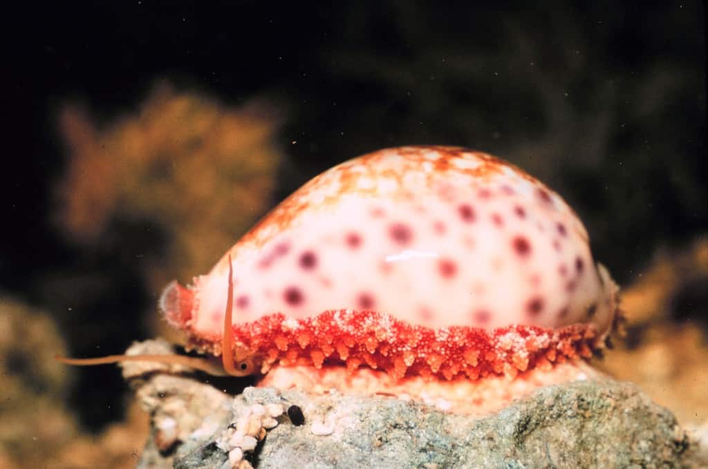Mollusk - A-Z Animals