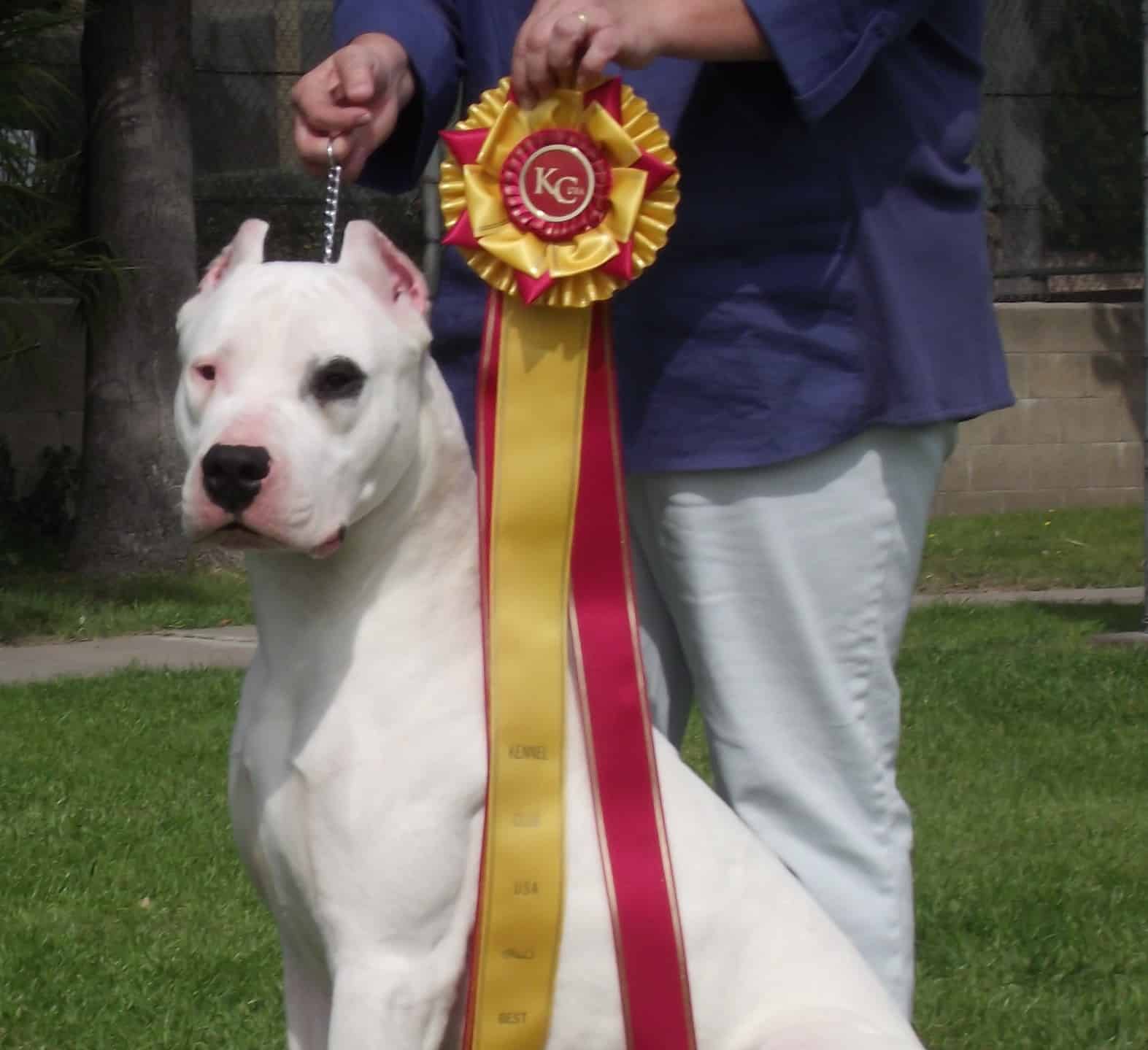 Dogo Argentino - A-Z Animals