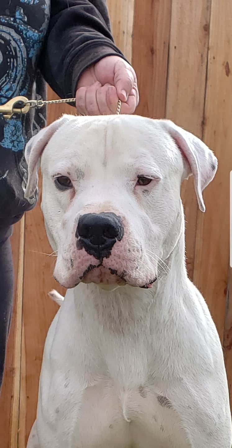 Dogo Argentino - A-Z Animals