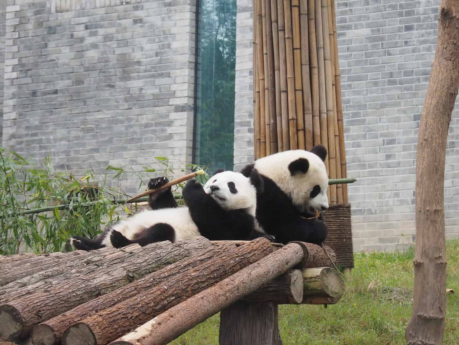 Meet Rio, the First Panda Born Outside China in 3 Years - A-Z Animals
