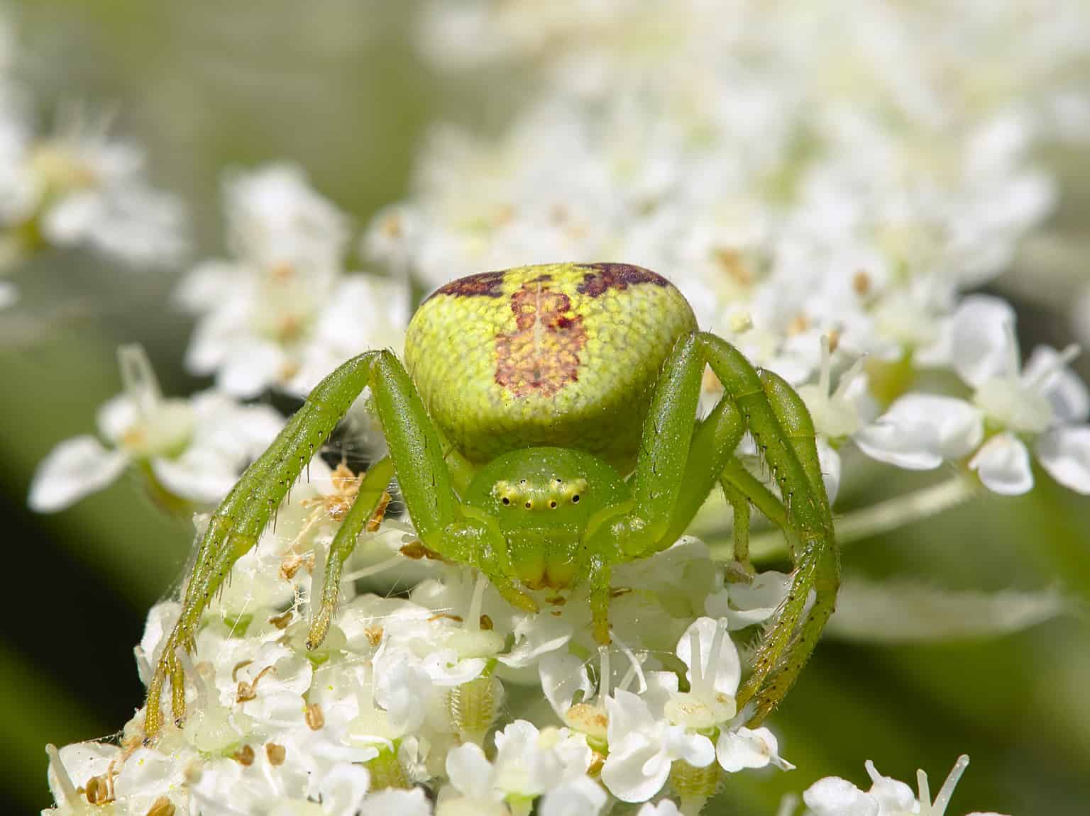 15 Most Terrifying Spiders Found in Japan - A-Z Animals