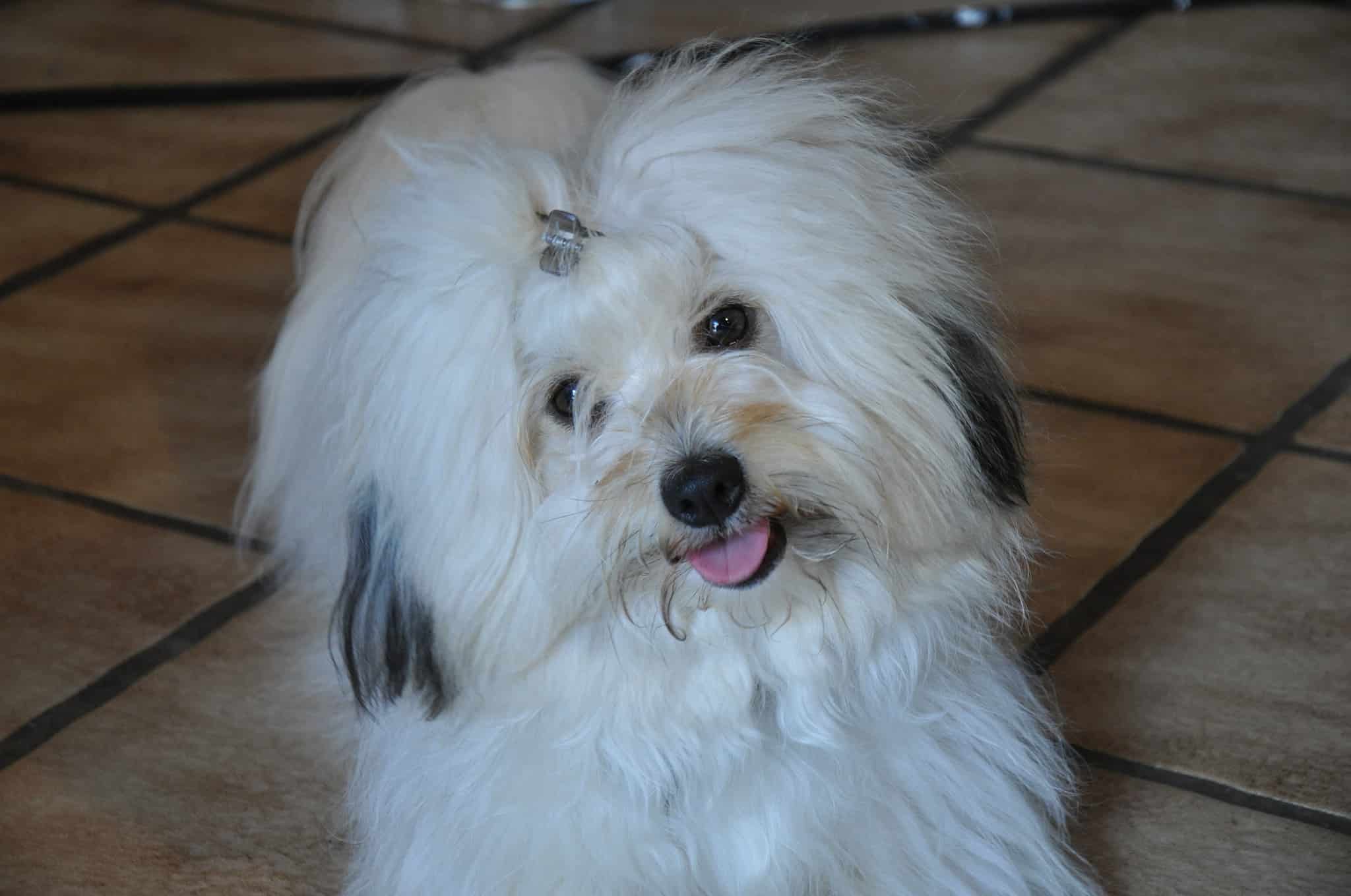 Coton de Tulear Progression: Growth Chart, Milestones, and Training ...