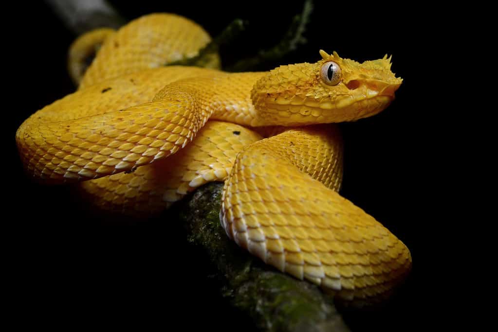 Eyelash Viper - A-Z Animals