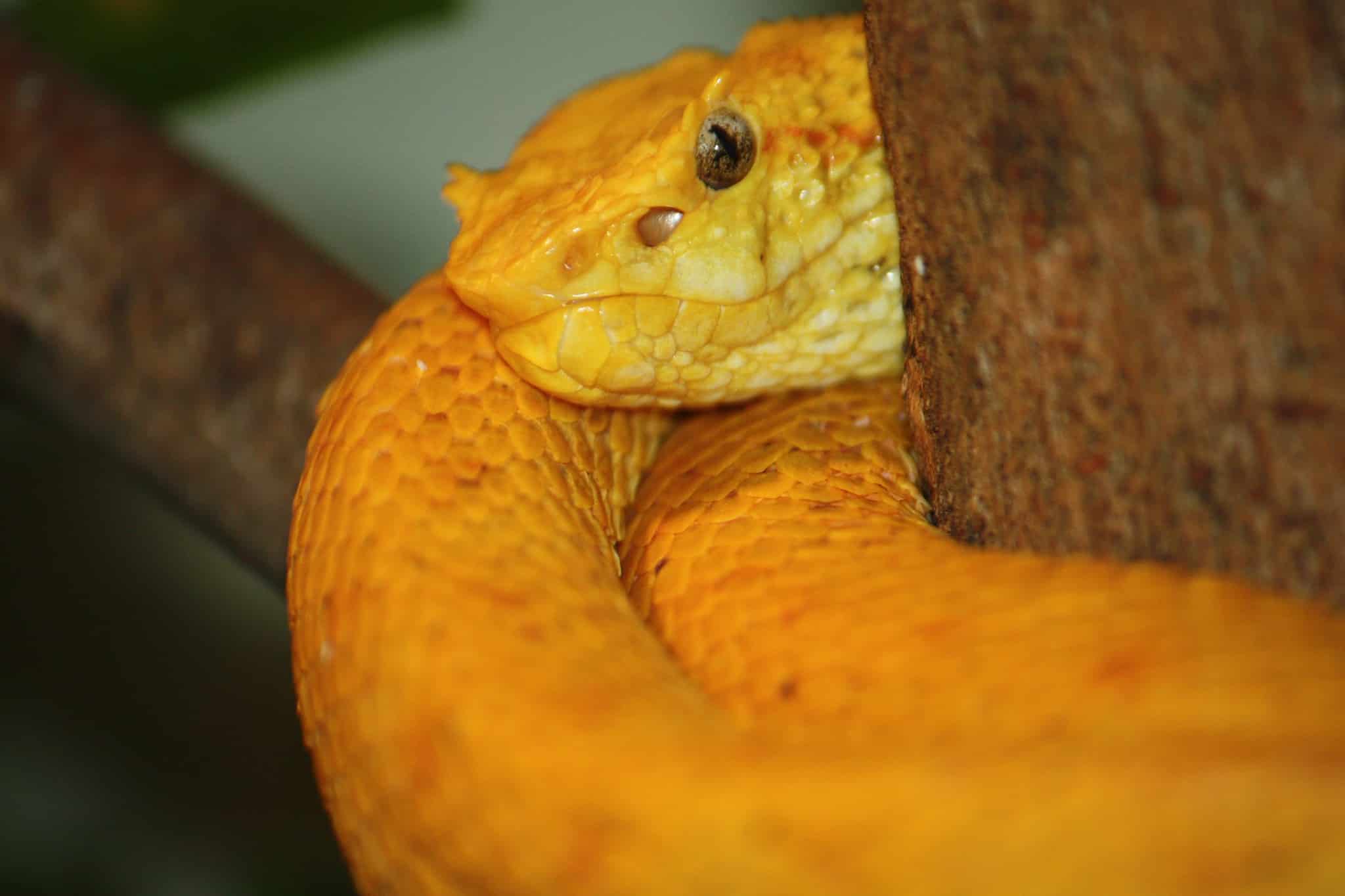 Vivid Yellow Animals That Are Rare and Beautiful - A-Z Animals Slideshows