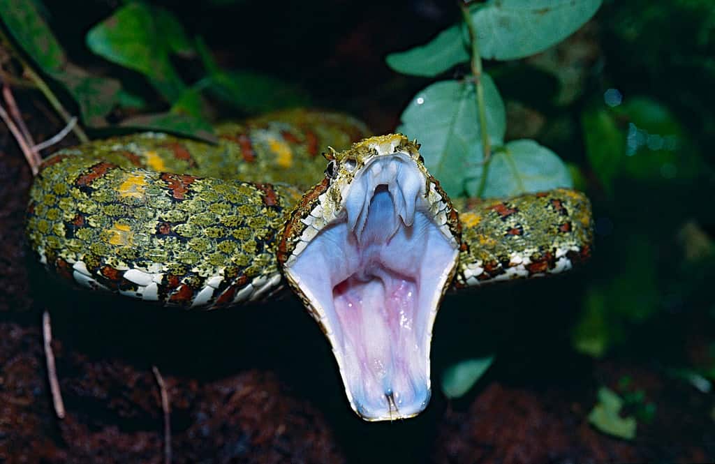 Eyelash Viper - A-Z Animals