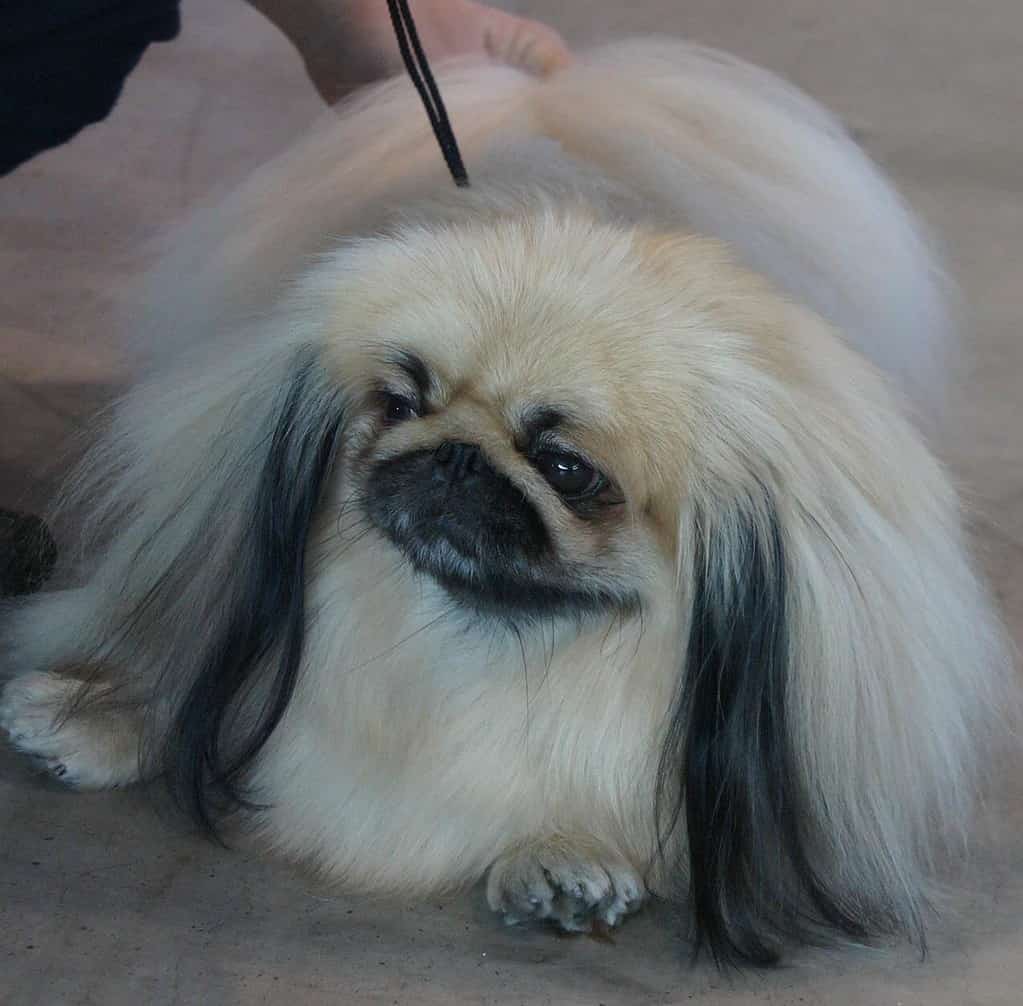 Pekingese - A-Z Animals