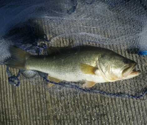 Largemouth Bass Size Comparison: Just How Big Do They Get? - A-Z Animals