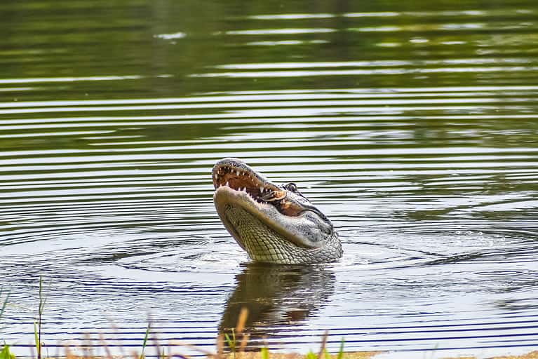 Discover The 5 Largest Alligators Ever Found in Florida - A-Z Animals