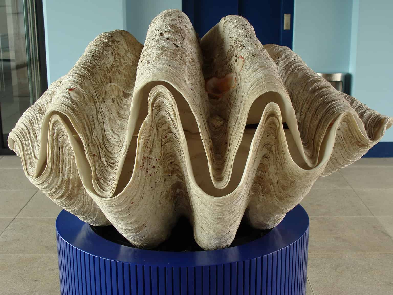 Watch What Happens When This Giant Clam Opens Up - A-Z Animals