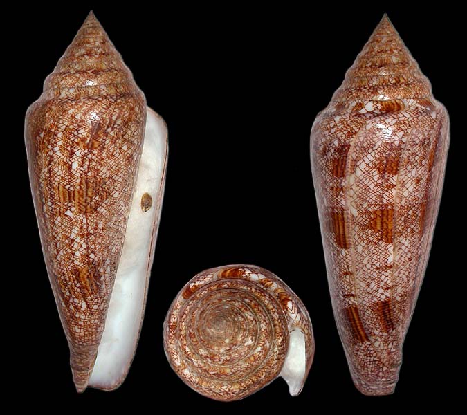 Mollusk - A-Z Animals