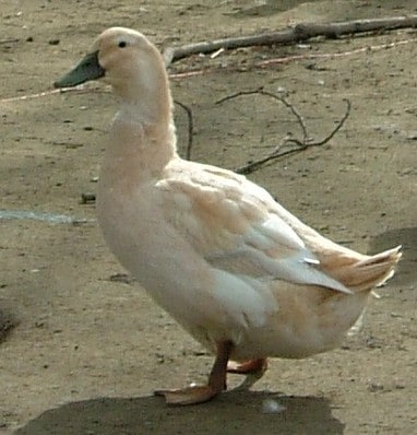 The 18 Best Duck Breeds That Make for Good Pets - A-Z Animals