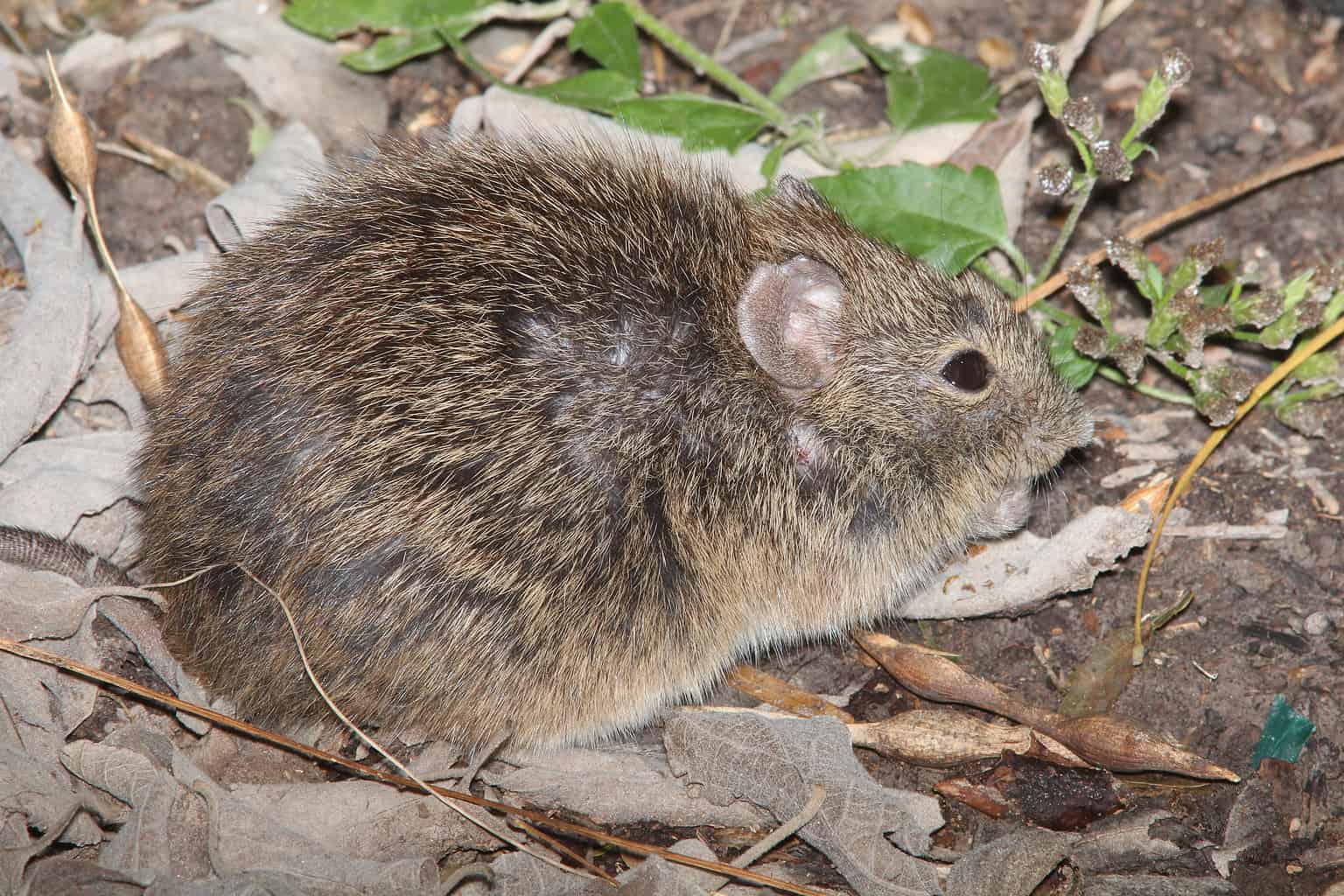 Discover the 10 Largest Rats In the U.S. (And Where You Might Encounter ...
