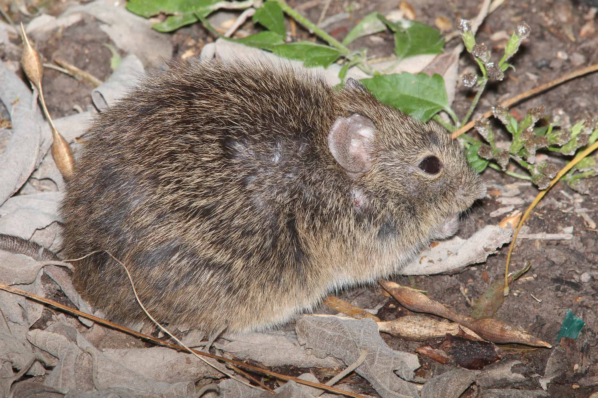 Discover the 10 Largest Rats In the U.S. (And Where You Might Encounter ...
