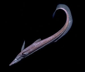 Explore 15 Fish That Start With H (Common Names) - A-Z Animals