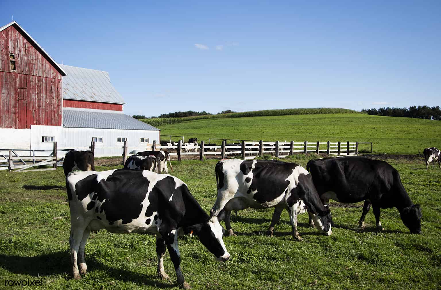 Cow Colors: The Complete List From Rarest to Most Common - A-Z Animals