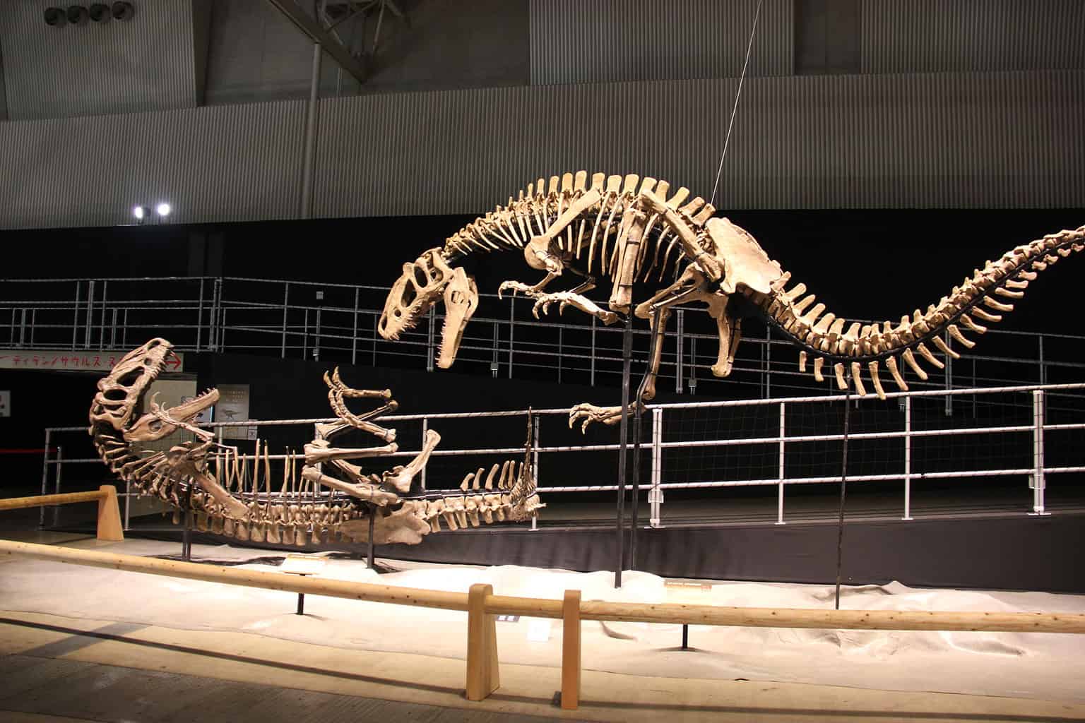 9 Dinosaurs With Feathers A Z Animals