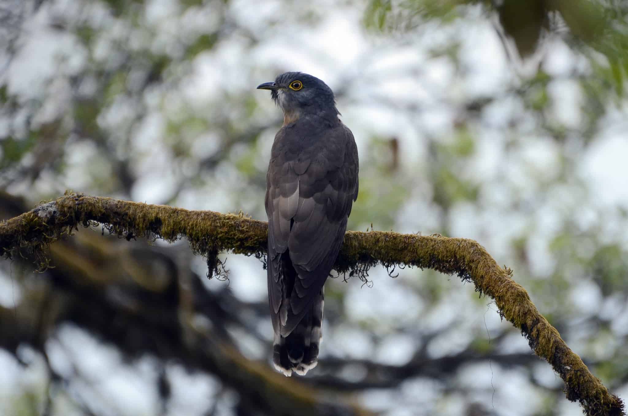 Why Cuckoo Birds Trick Other Birds Into Raising Their Chicks - A-Z Animals