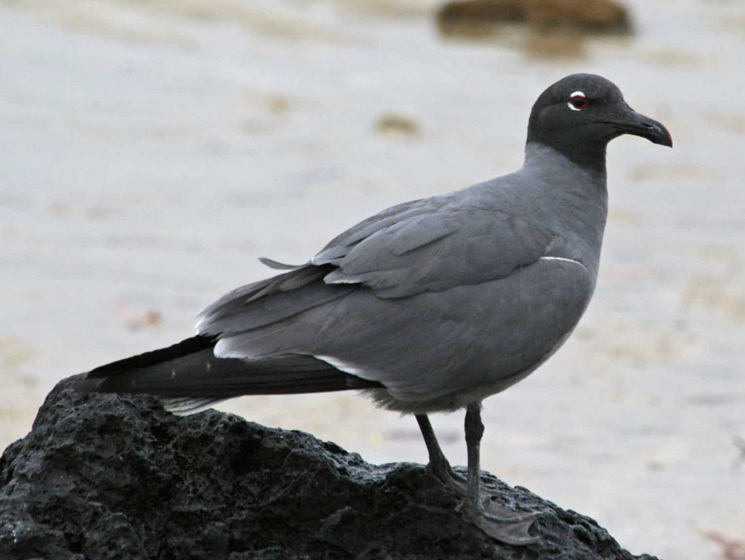 15 Animals You'll Only Find in the Galápagos - A-Z Animals