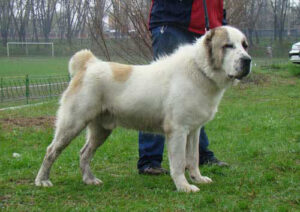 Alabai (Central Asian Shepherd) - A-Z Animals
