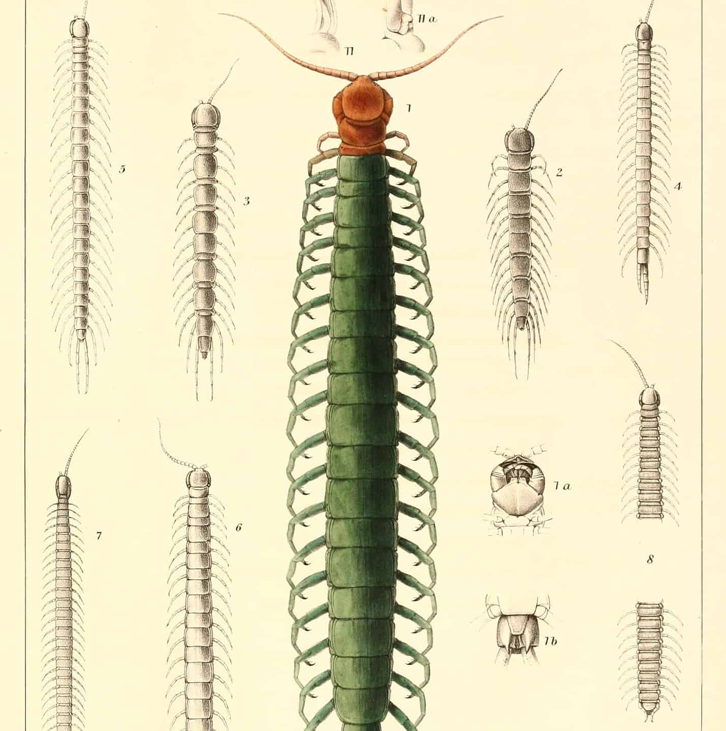 The 3 Types of Hawaiian Centipedes - A-Z Animals