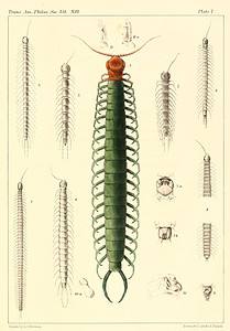 The 3 Types of Hawaiian Centipedes - A-Z Animals