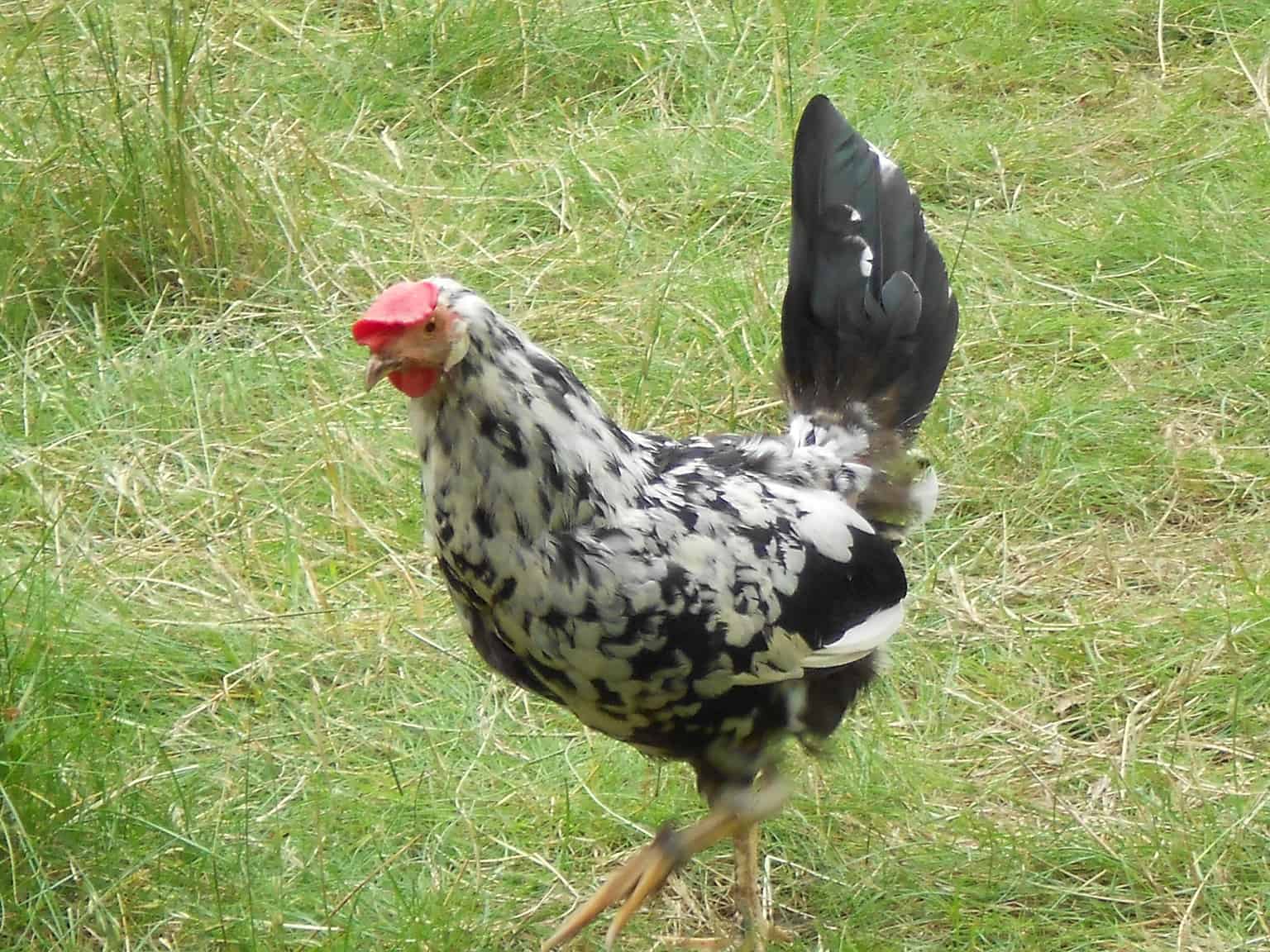 Discover the 11 Most Expensive Chicken Breeds in the World - Poultry ...