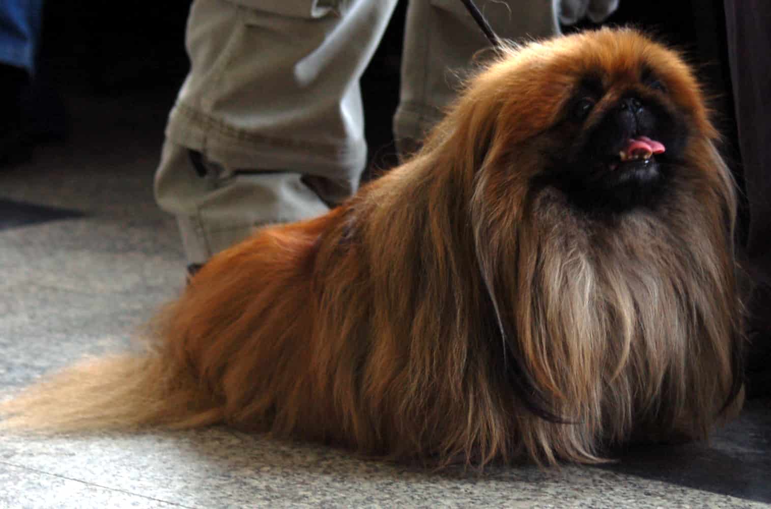 Pekingese Progression: Growth Chart, Milestones, and Training Tips - A ...