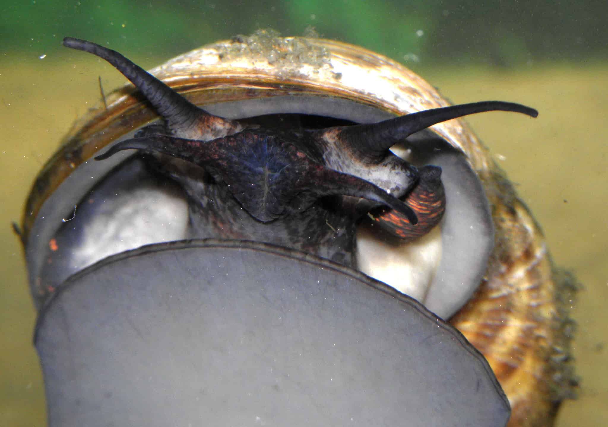 15 Ideal Tank Mates to Pair with Axolotls - A-Z Animals