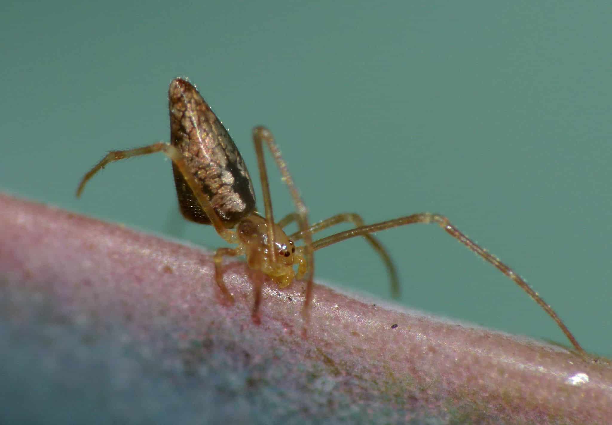 15 Most Terrifying Spiders Found in Japan - A-Z Animals