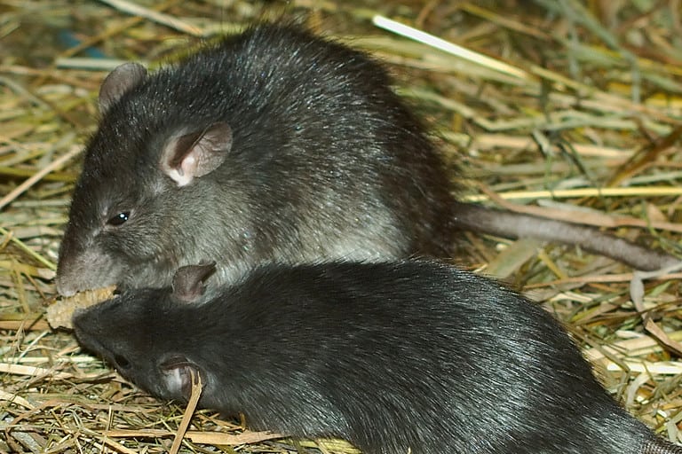 Discover the 10 Largest Rats In the U.S. (And Where You Might Encounter ...