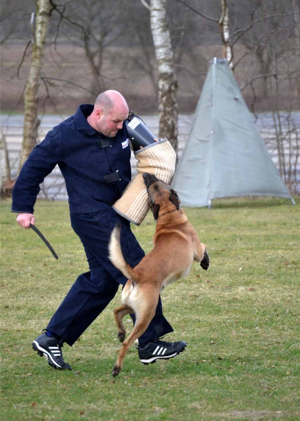 Dutch Shepherd vs Belgian Malinois: Key Differences Explained - A-Z Animals