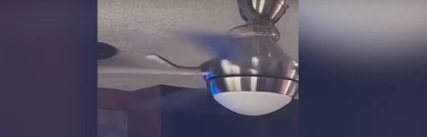 Snake Emerges From the Ceiling and Gets Whipped by a Spinning Fan - A-Z ...