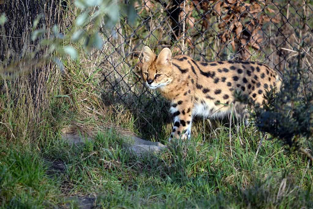 Serval - A-Z Animals