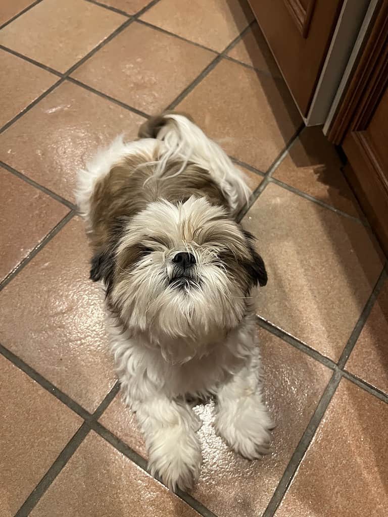 Shih Tzu - A-Z Animals