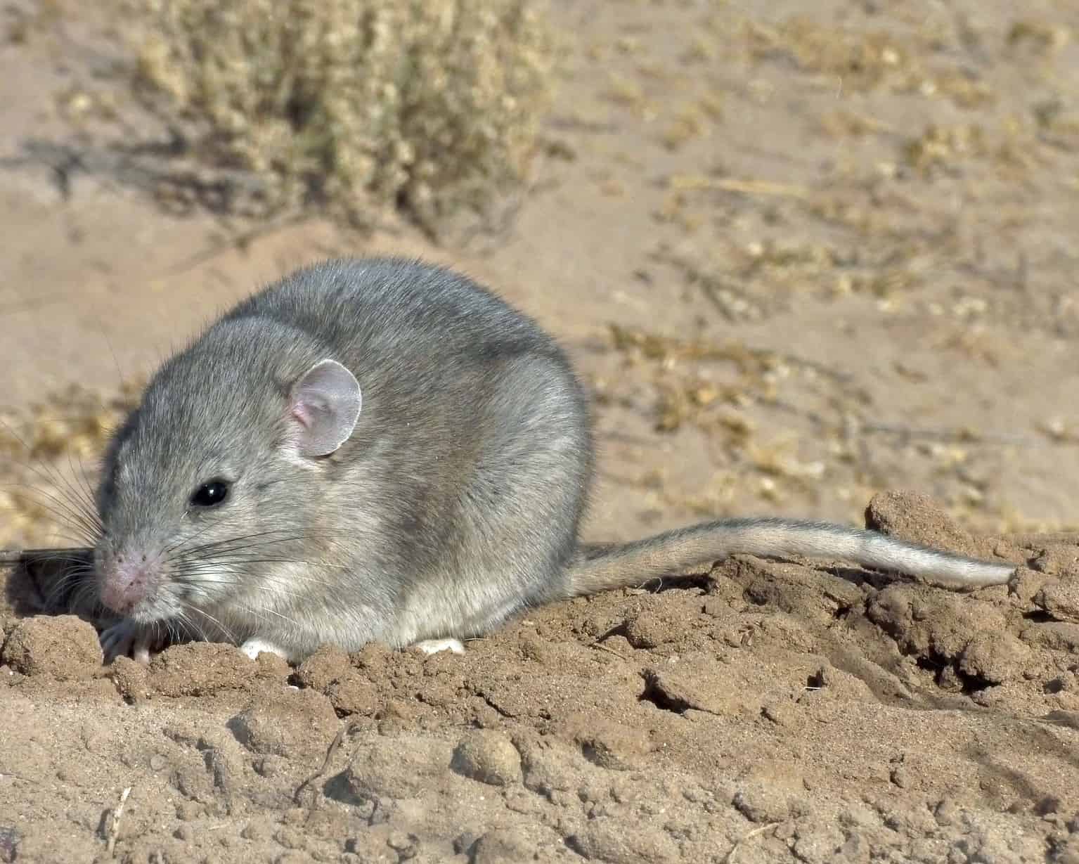 Discover the 10 Largest Rats In the U.S. (And Where You Might Encounter ...