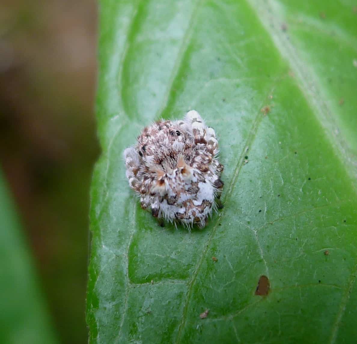 15 Most Terrifying Spiders Found in Japan - A-Z Animals