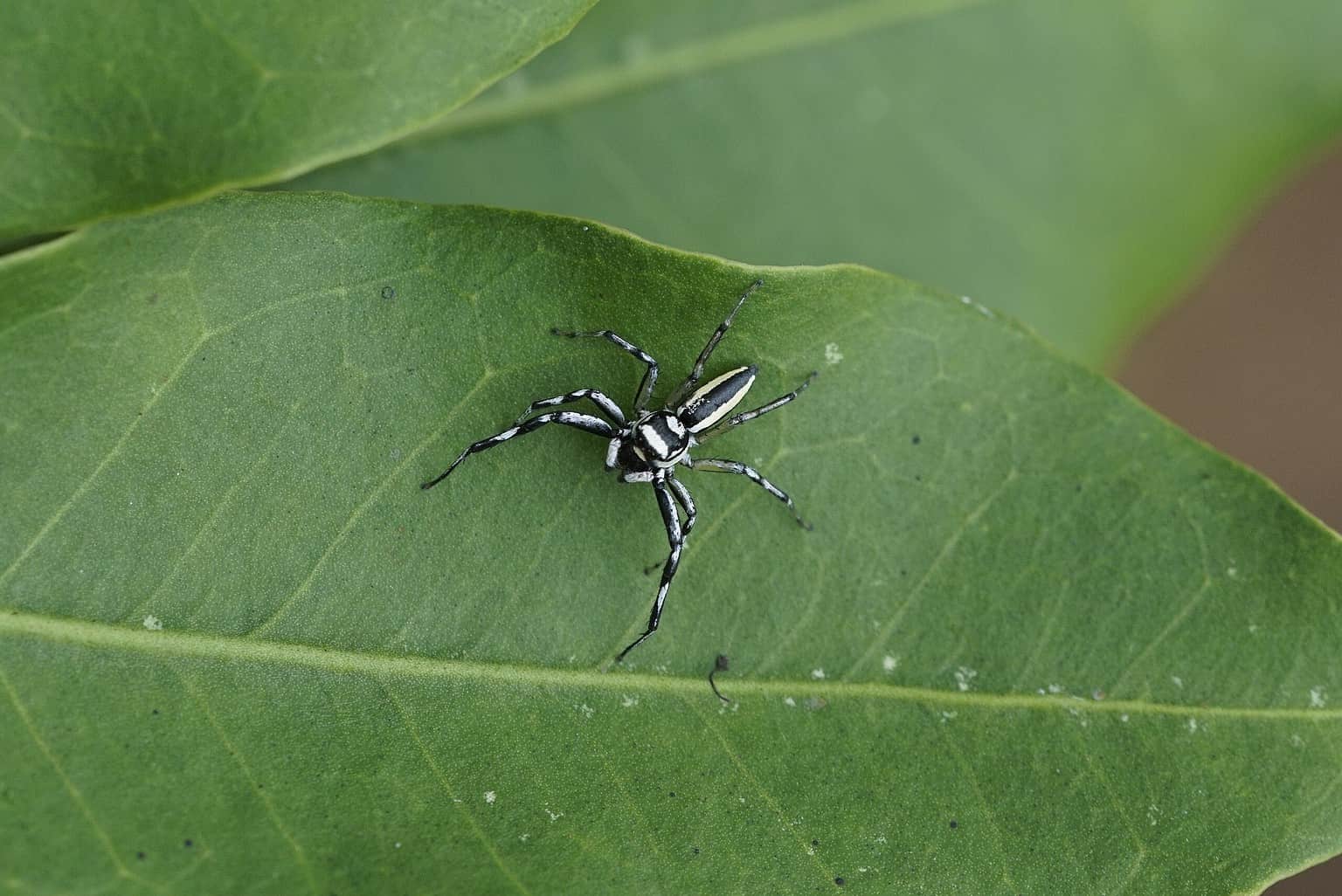 15 Most Terrifying Spiders Found in Japan - A-Z Animals